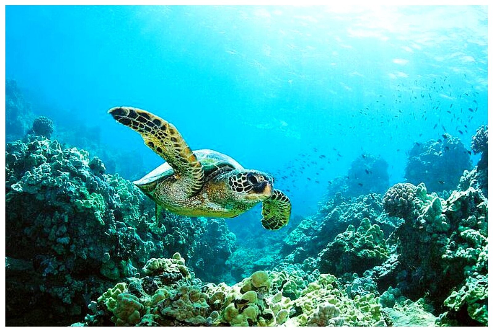 Best Turtle Snorkeling Destinations and Spots